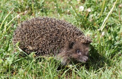 Town Council Promotes Hedgehog Conservation Ahead of National Awareness ...
